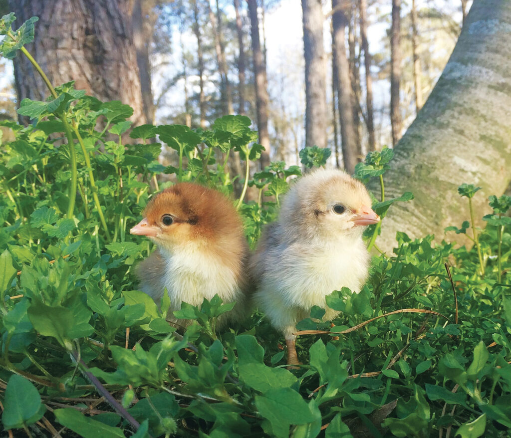 Martin Silverudd Breeds - Backyard Poultry